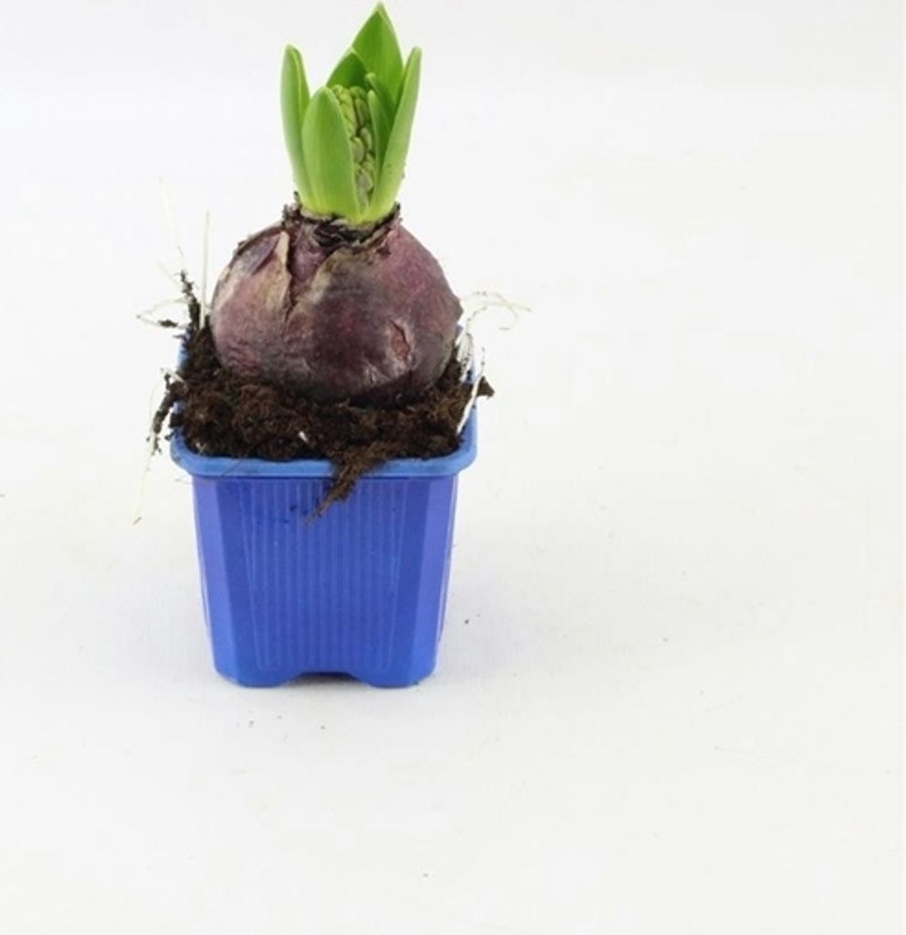 50 Stück Hyazinthen gemischt im 7 cm Topf - | Kaufland.de