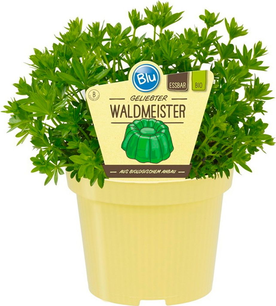 Drevina v biokvalite - Galium odoratum - | Kaufland.cz