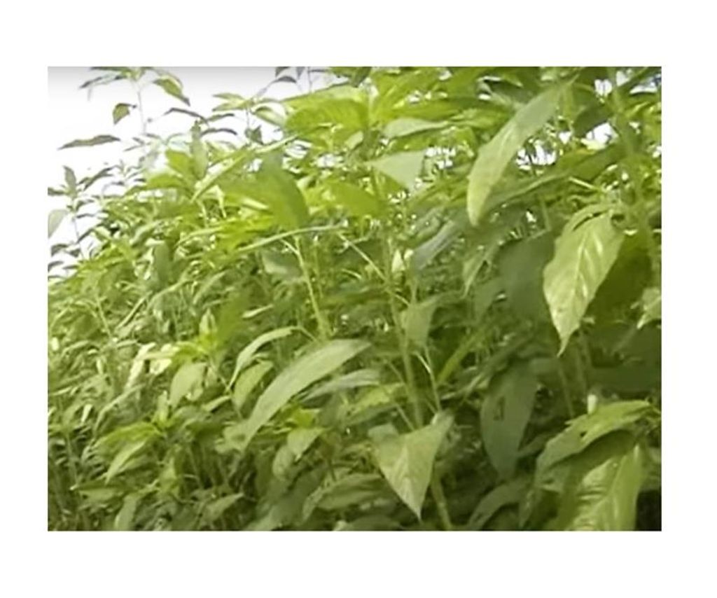 50x Corchorus capsularis Weiße Jute Strauch | Kaufland.de