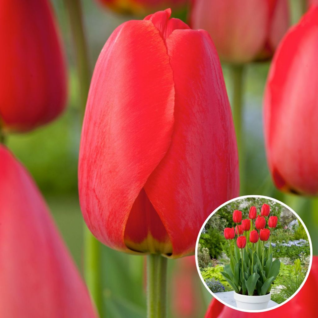 Plant in a Box - Tulipa Red Impression - | Kaufland.de