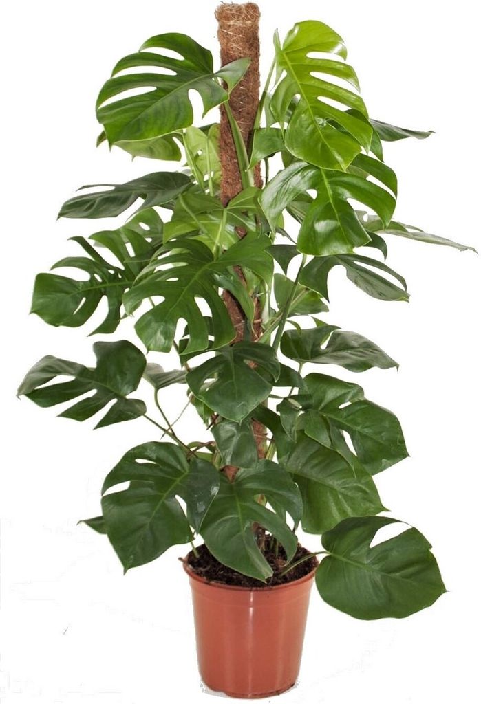Monstera Deliciosa - Domácí rostlina - ⌀24cm | Kaufland.cz