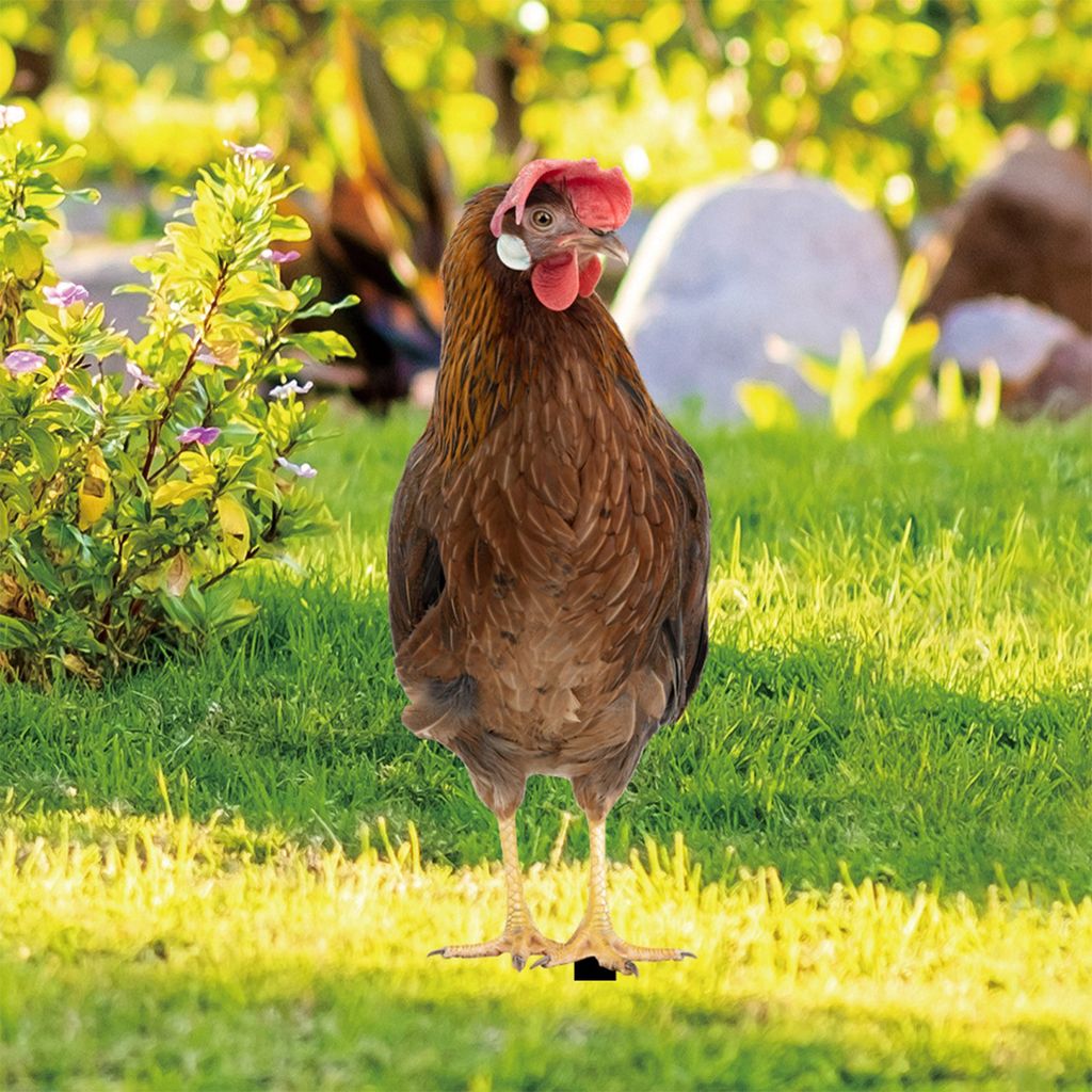 Huhn Gartendeko Huhn Gartenfiguren Dekoration | Kaufland.de