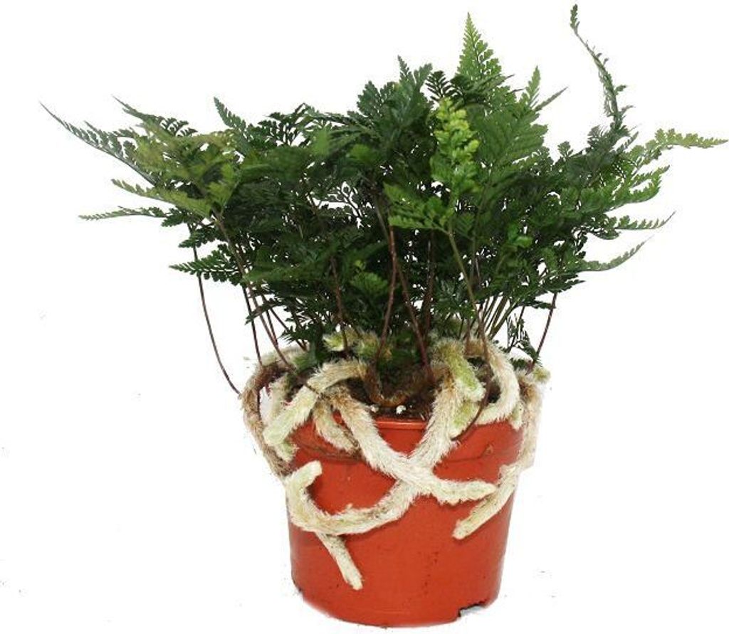 Tarantule Fern, Tarantule Fern, Spider Fern, | Kaufland.cz