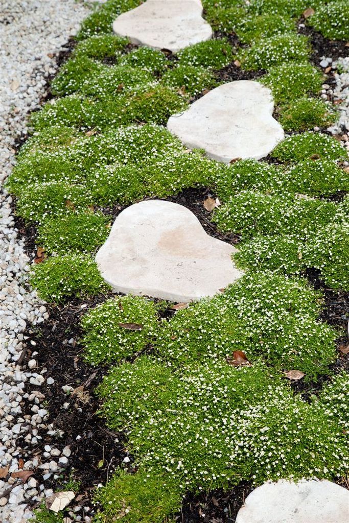 Sagina subulata, Sternmoos, immergrün, ca. | Kaufland.de