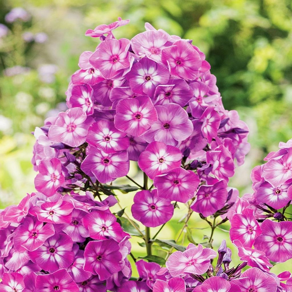 Phlox Phlox phlox Laura 1 kus sadenice | Kaufland.sk