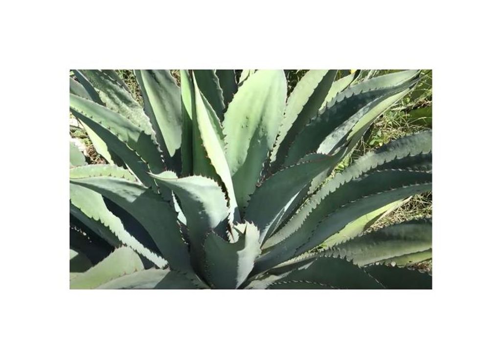10x Agave inaequidens subsp. barrancensis | Kaufland.de