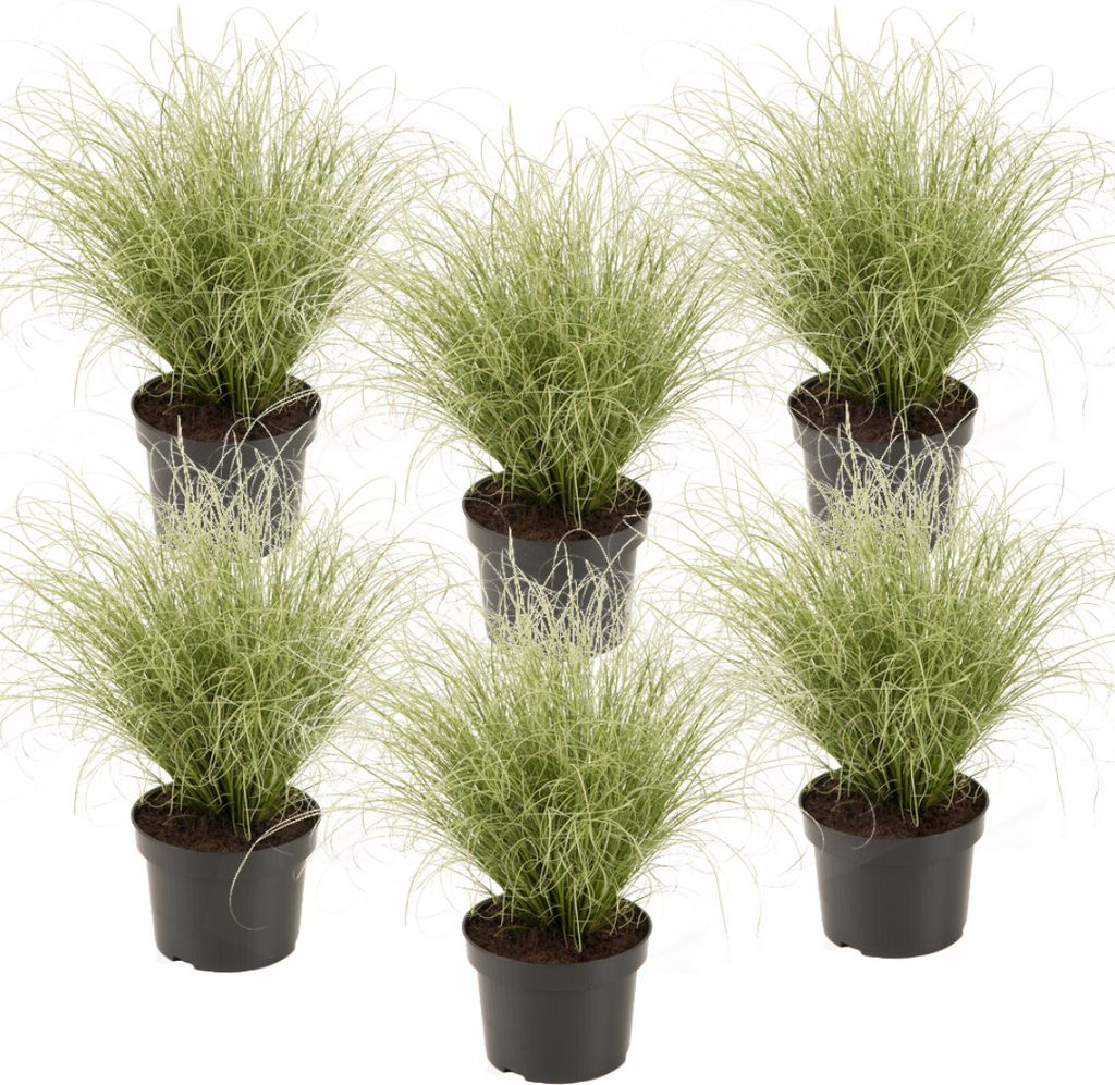 Carex 'Amazon Mist' - 6er Set - Ziergras - | Kaufland.de