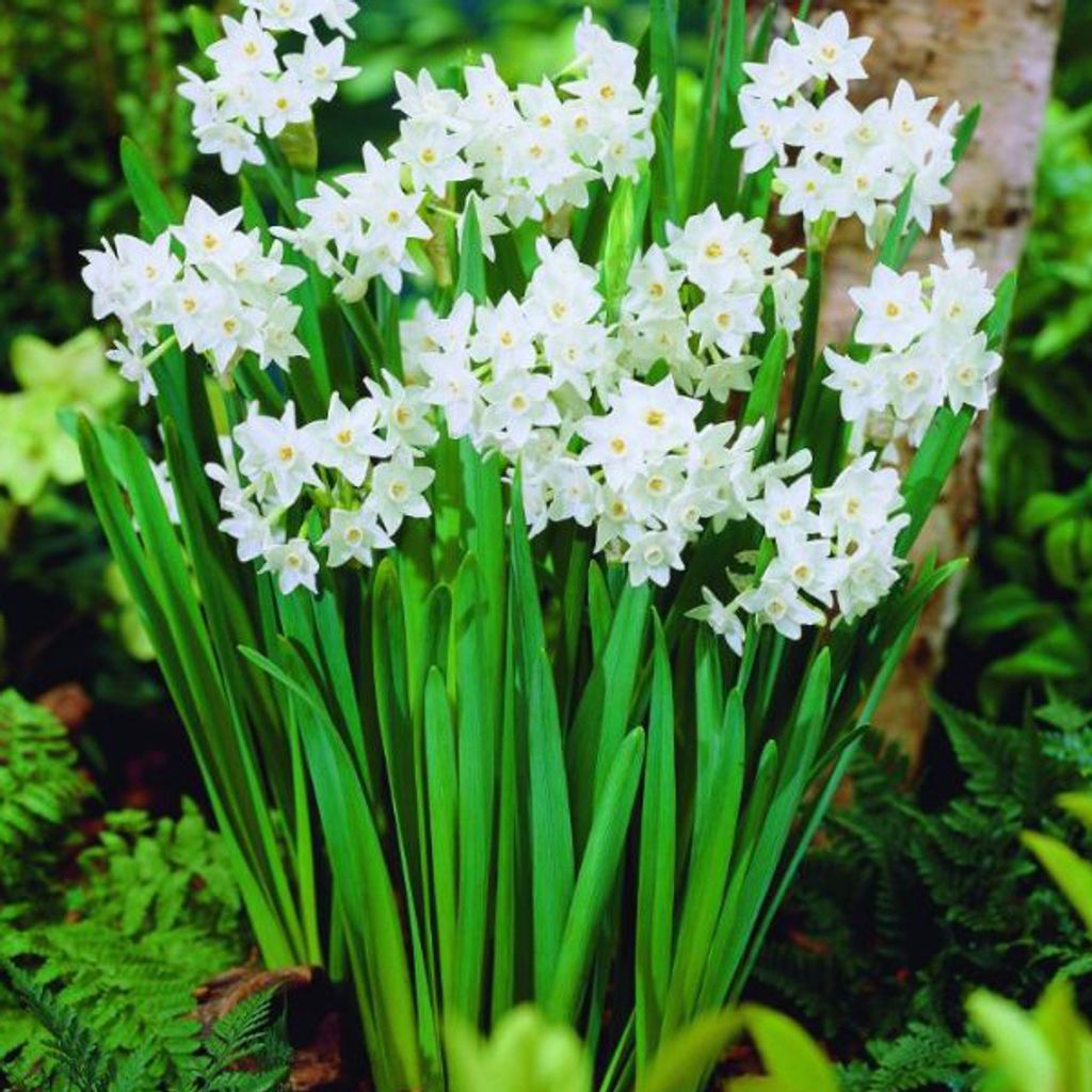 Narcis - 25 x Narcis Paperwhite | Kaufland.cz