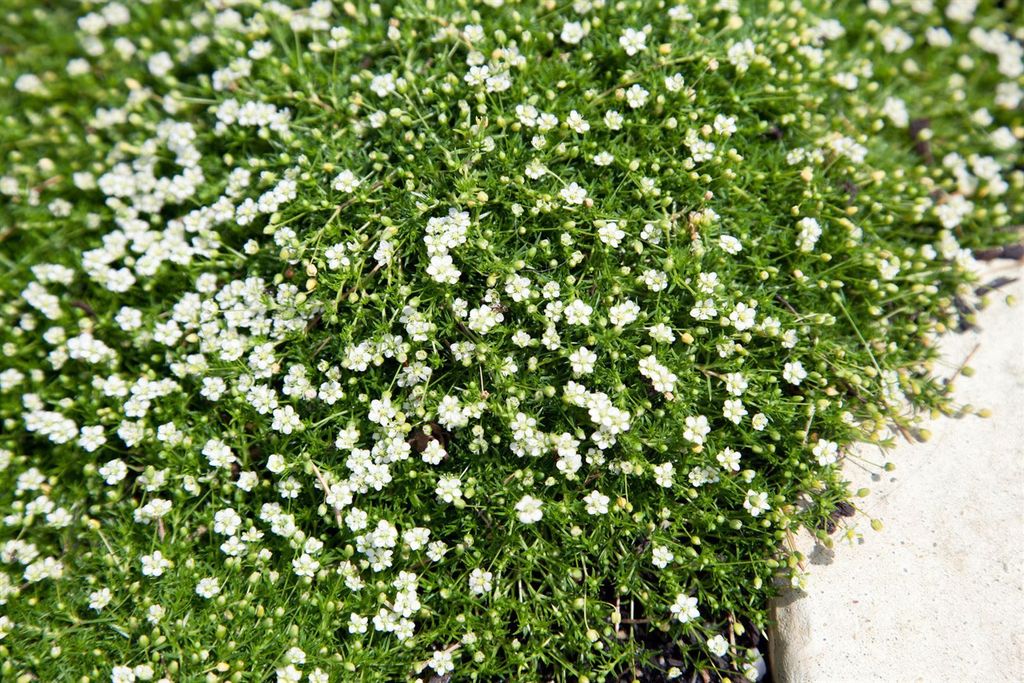 Sagina subulata, Sternmoos, immergrün, ca. | Kaufland.de