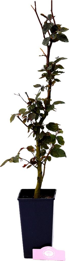 Fagus sylvatica 'Atropunicea' Rotbuchenhecke | Kaufland.de