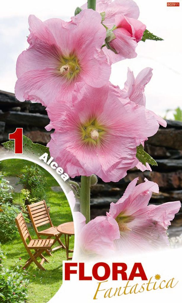 Stockrosen Pink (1 Stück) | | Kaufland.de