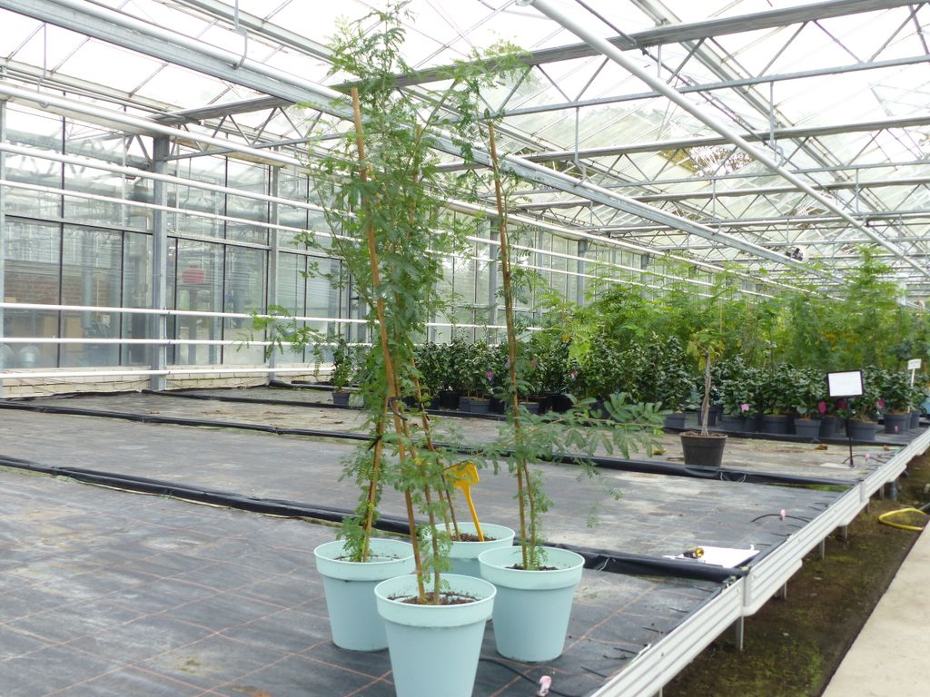 Acacia Horrida 140 - 150 cm schreckliche | Kaufland.de