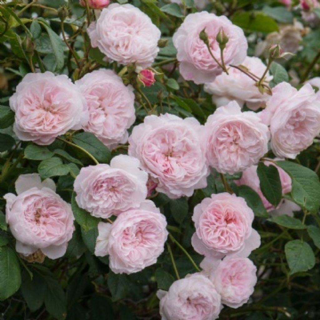 Englische Rambler-Rose The Albrighton Rambler | Kaufland.de