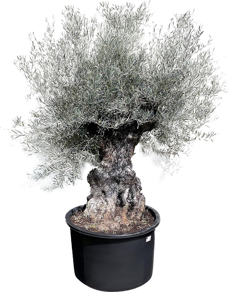 Olivenbaum Weiãÿe Watte