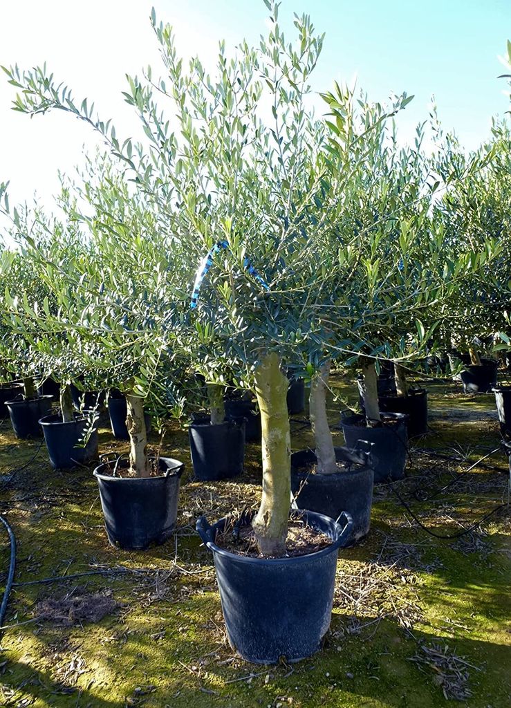 [Palmenlager] - Olivenbaum Olea europea - | Kaufland.de