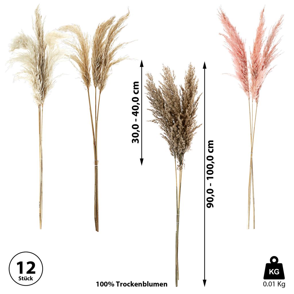 Pampasgras 12er Set 4 Farben Dekogras | Kaufland.de
