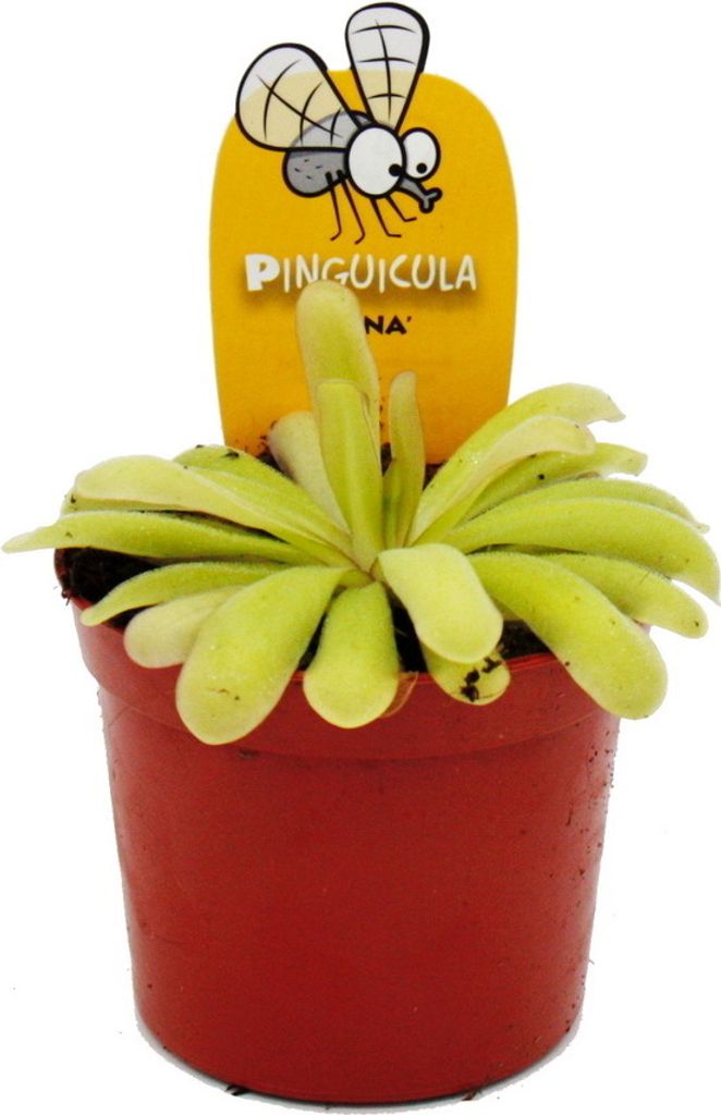 Masožravá rostlina - Okrasná máslovka - | Kaufland.cz