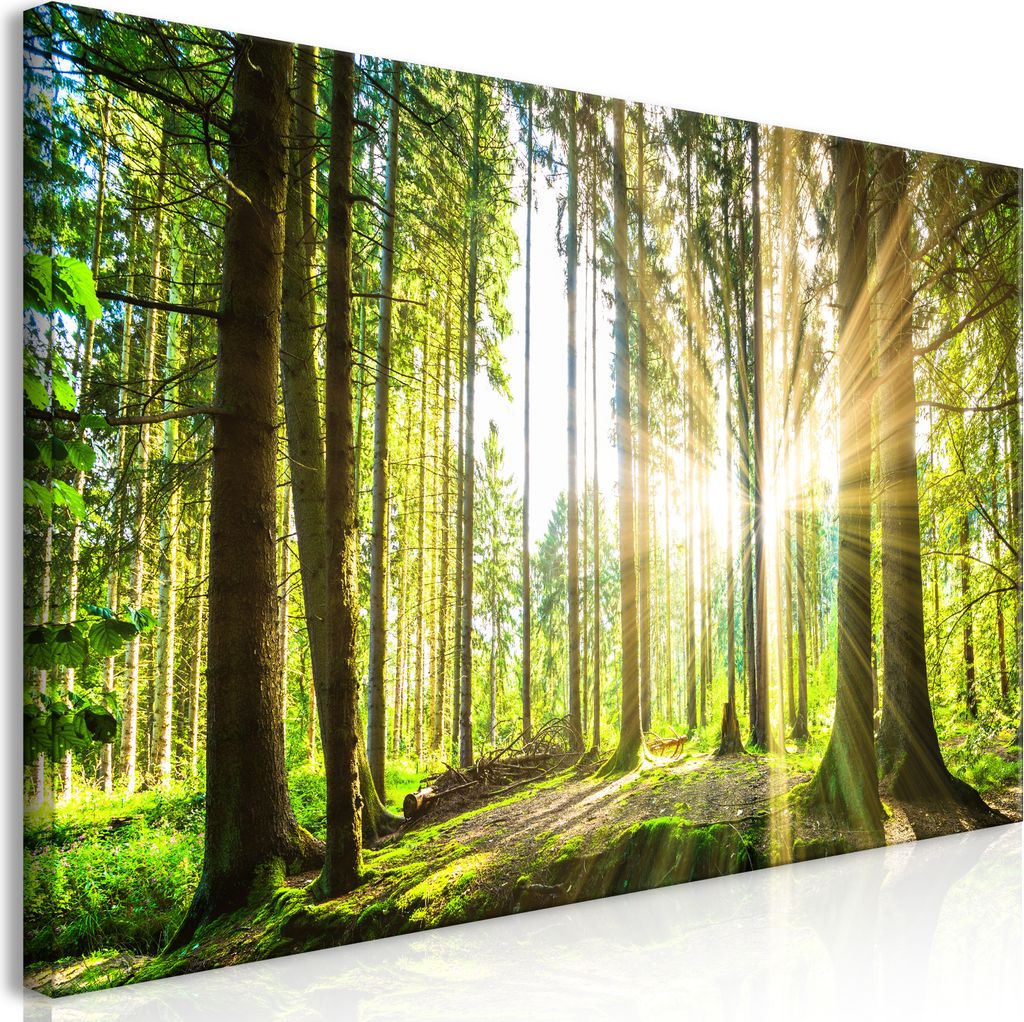 Wandbild Mega XXXL Wald 250x125 cm | Kaufland.de