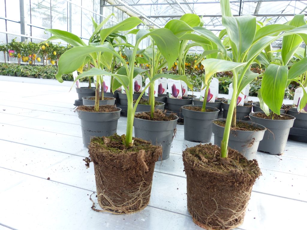 2x Bananenstaude Banane Musa Sikkimensis Red | Kaufland.de