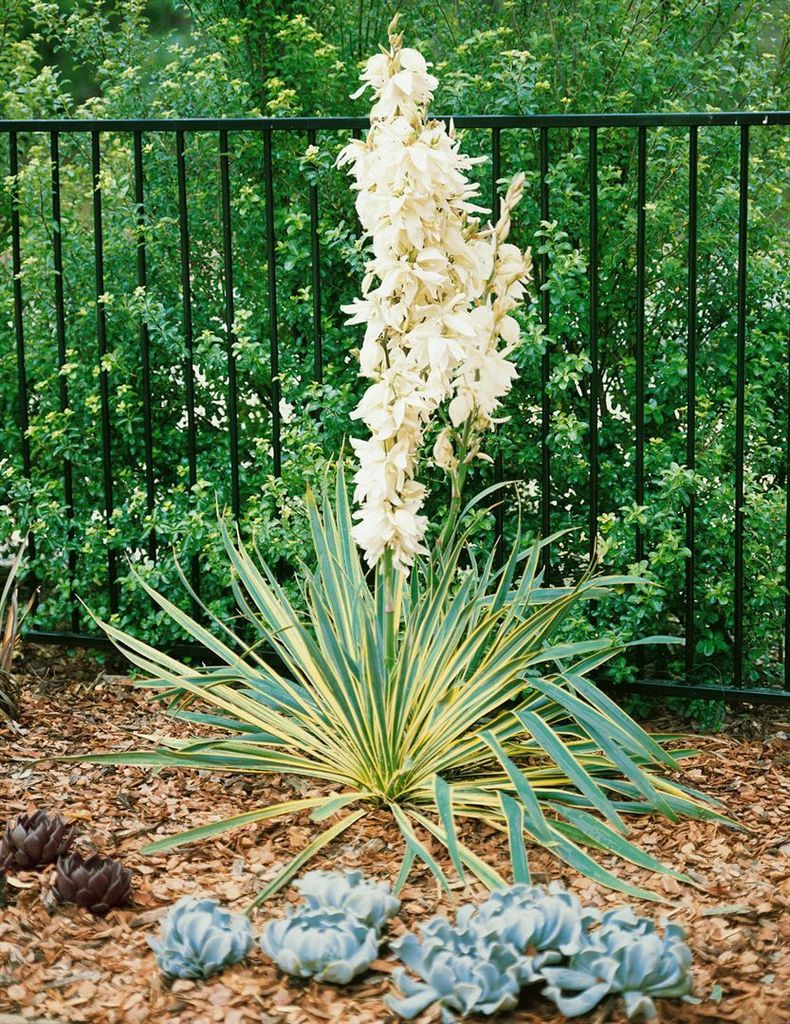 Yucca filamentosa 'Bright Edge', Palmlilie, | Kaufland.de