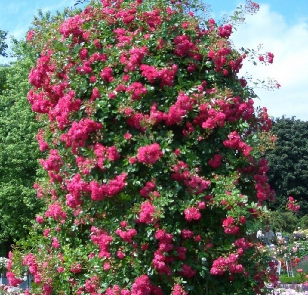 Kletterrose / Ramblerrose Super Excelsa ® , | Kaufland.de