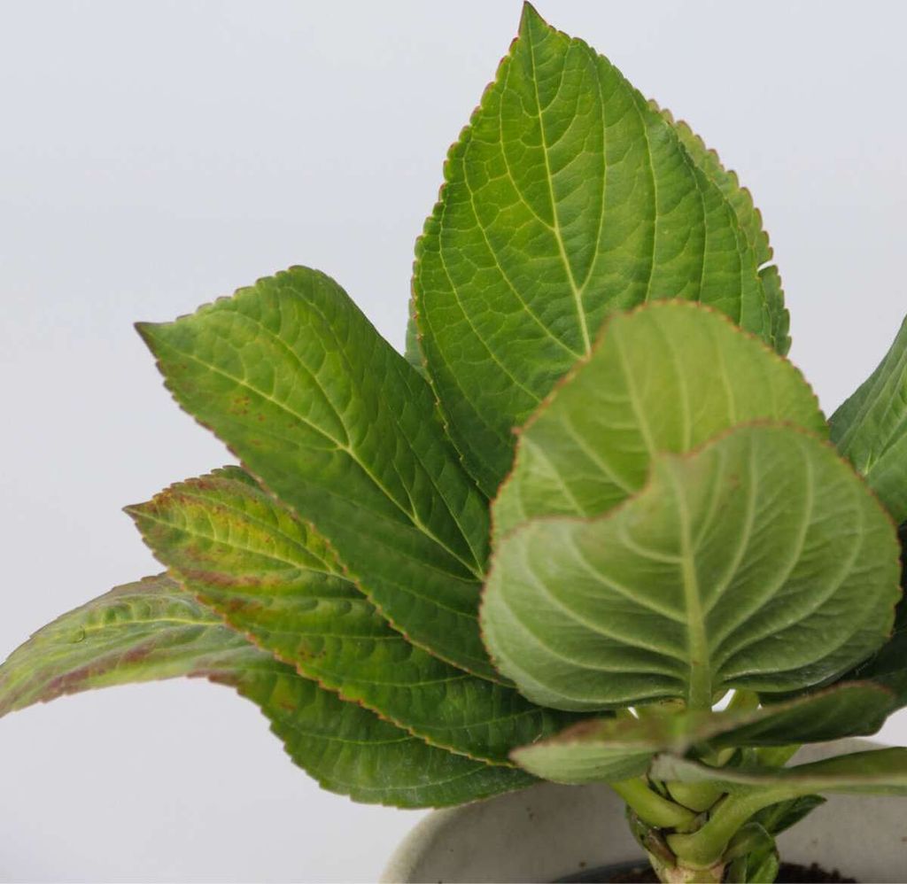 Hortensie - 3er Set - Hydrangea bicolor | Kaufland.de