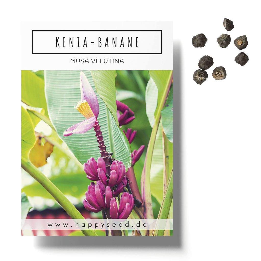Kenia Bananen Samen (Musa velutina) - | Kaufland.de