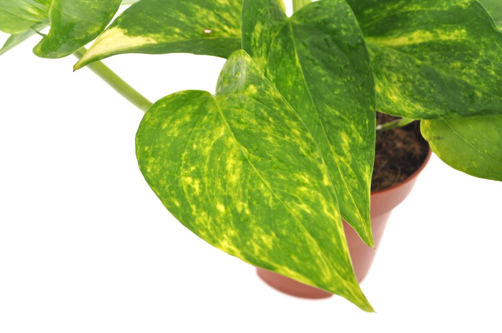 Epipremnum Aureum Ivy na patyku z mchu 160cm | Kaufland.pl