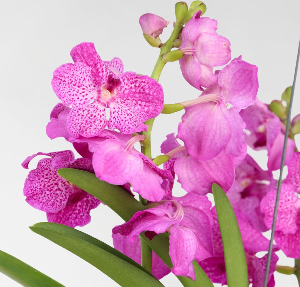 Vanda orchidea - Vanda 'Pink' - Výška 45-55cm | Kaufland.sk