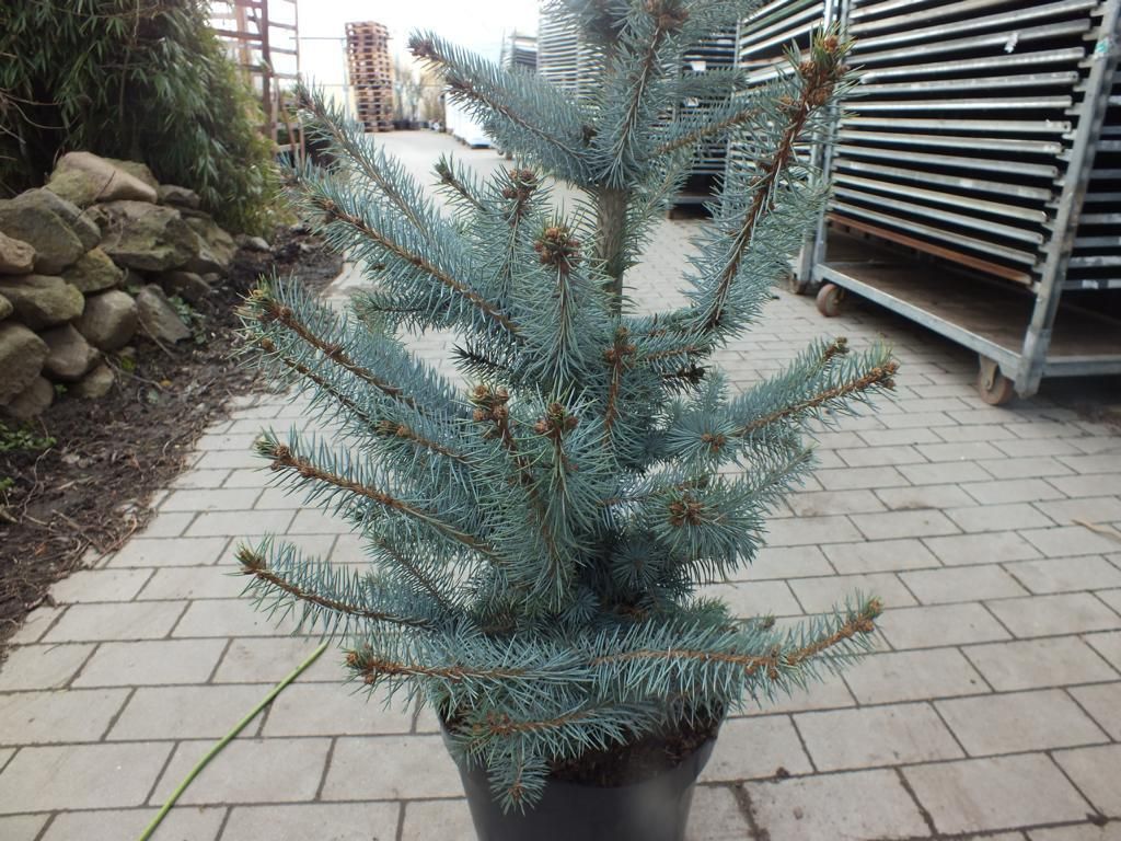 Edith's Blue Spruce 'Edith' cca 100 cm - | Kaufland.cz