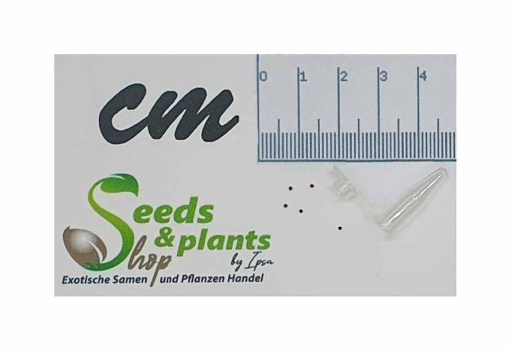 5x Gymnocalycium mihanovichii Cristata | Kaufland.de