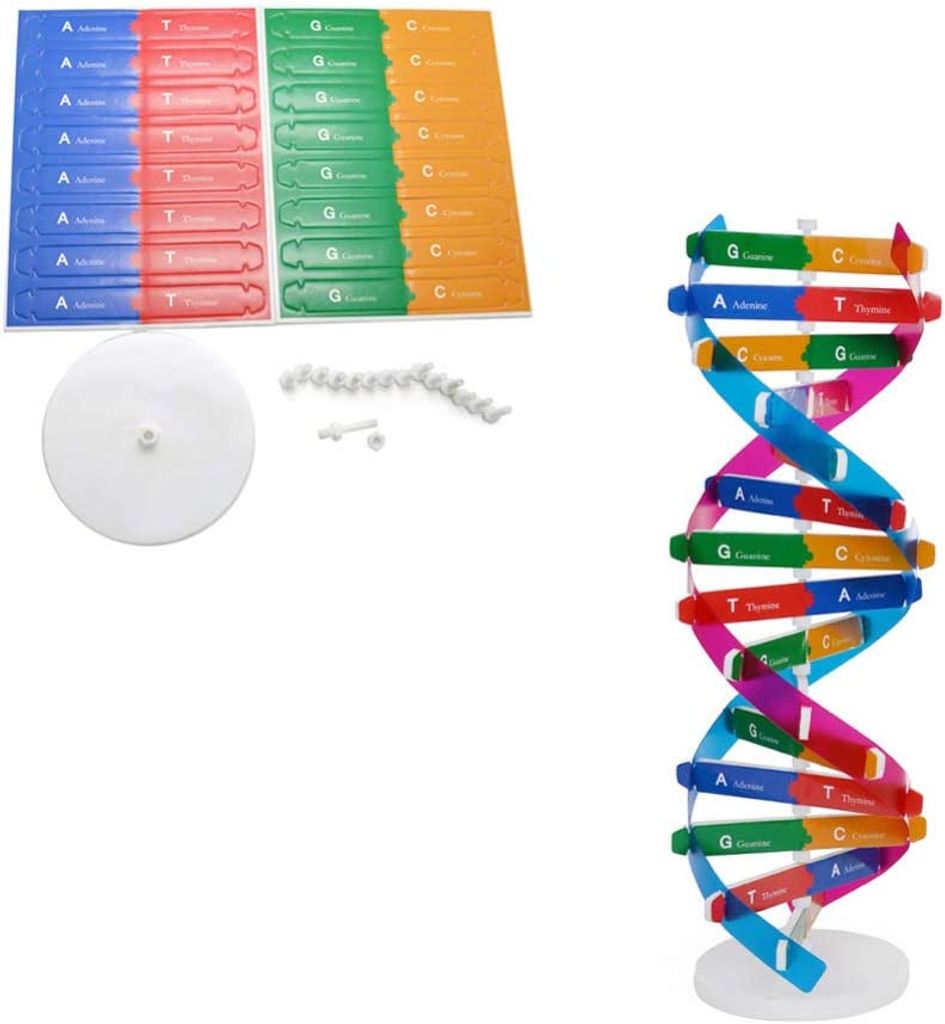 2 STÜCKE Kinder DNA Modell Kit Doppelhelix | Kaufland.de