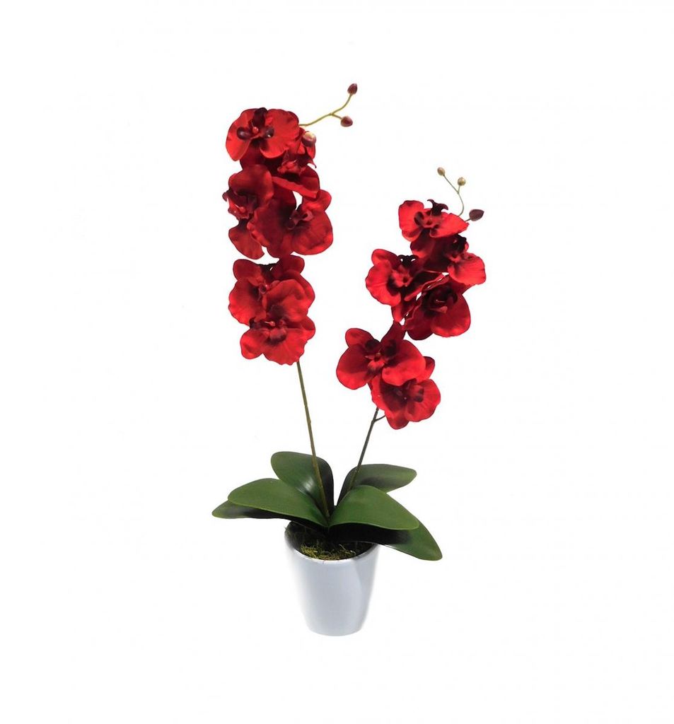 Orchidee 2 Rispen Orchideenzweig Phalaenopsis | Kaufland.de