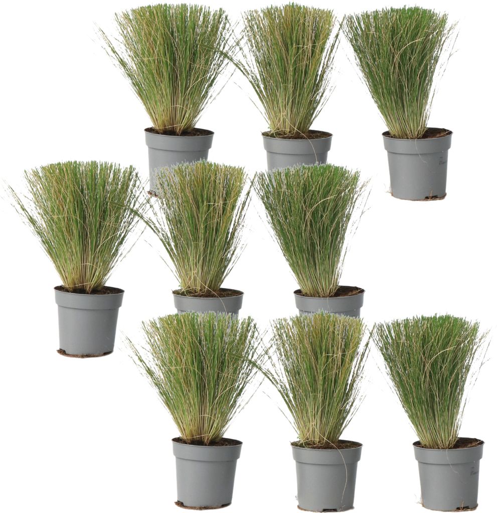 Kavyl péřovitý - 9 ks. - Stipa tenuifolia | Kaufland.cz