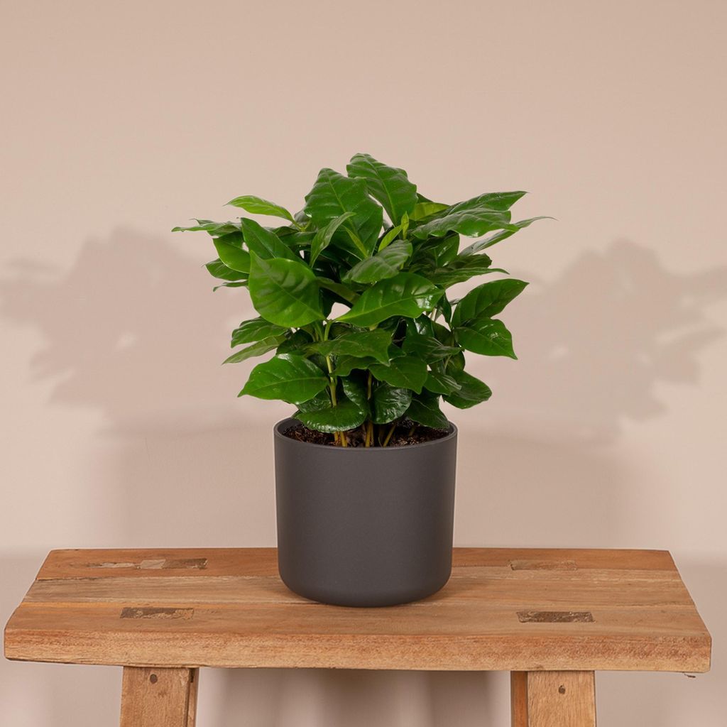 Zelená rastlina – Coffea Arabica Výška: 25 cm | Kaufland.sk