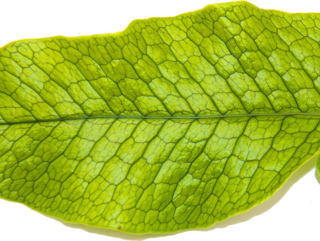 Krokodília papraď - Microsorum musifolium | Kaufland.sk