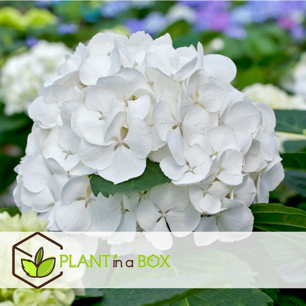 Plant in a Box - Hydrangea macroph. Weiss - | Kaufland.de