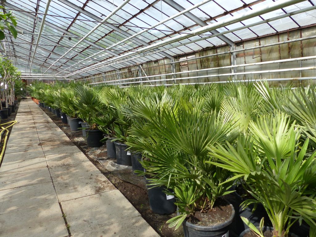 Palme "Vulcano" 70 cm Zwergpalme Chamaerops | Kaufland.de