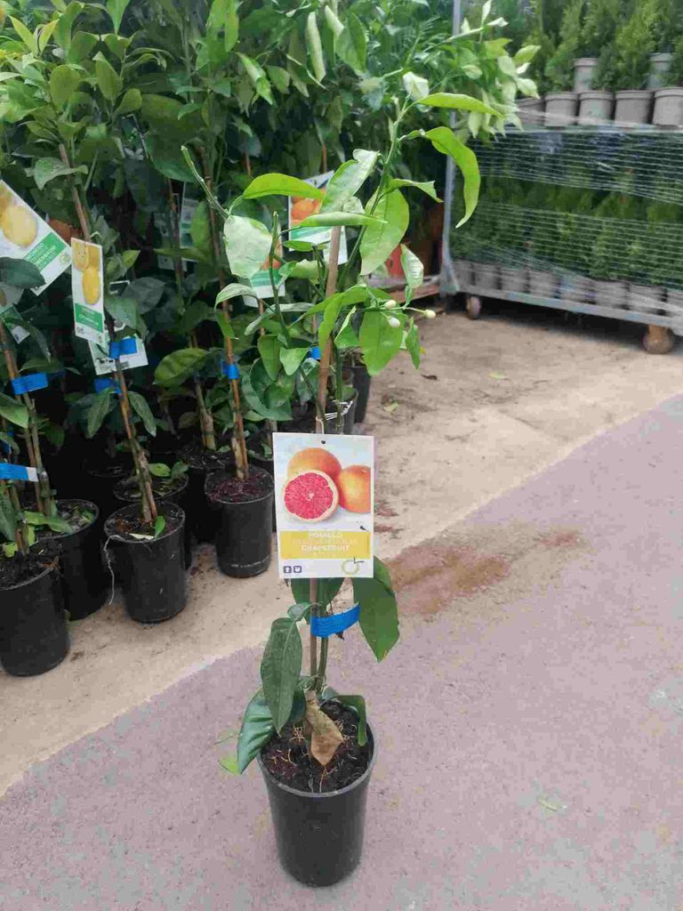 Citrus paradisi 'Star Ruby' 100-130 cm - Rote | Kaufland.de