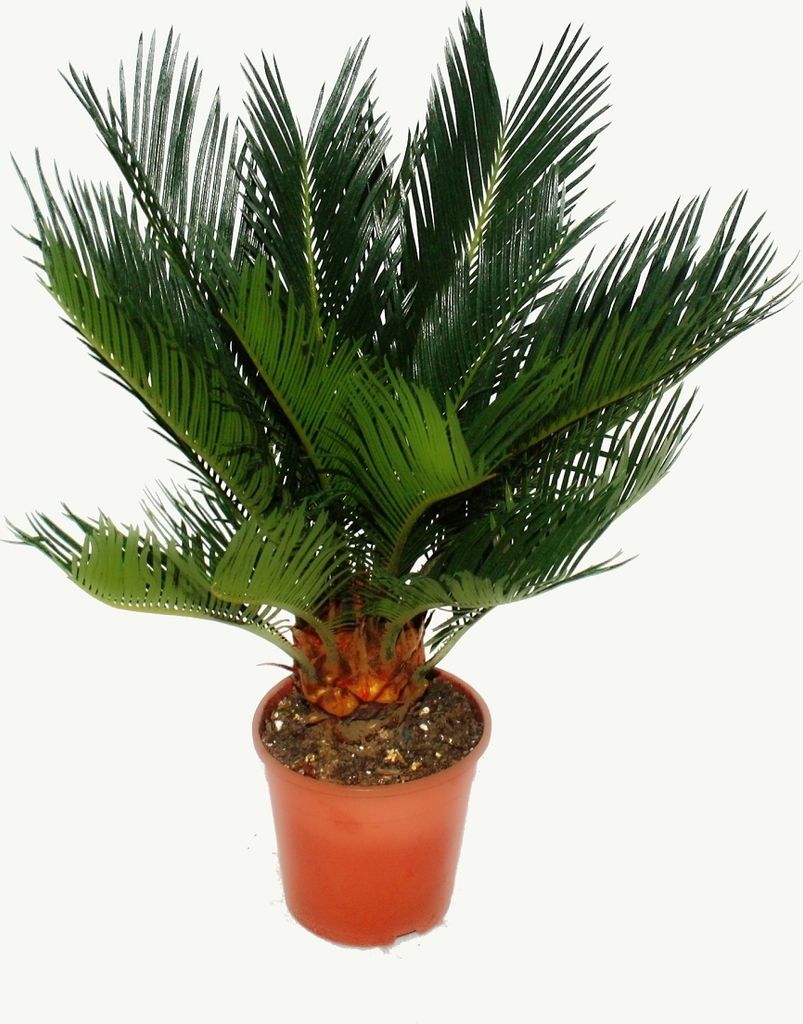 Cycas revoluta - cykas japonský s hlízou - kvetinác 12cm