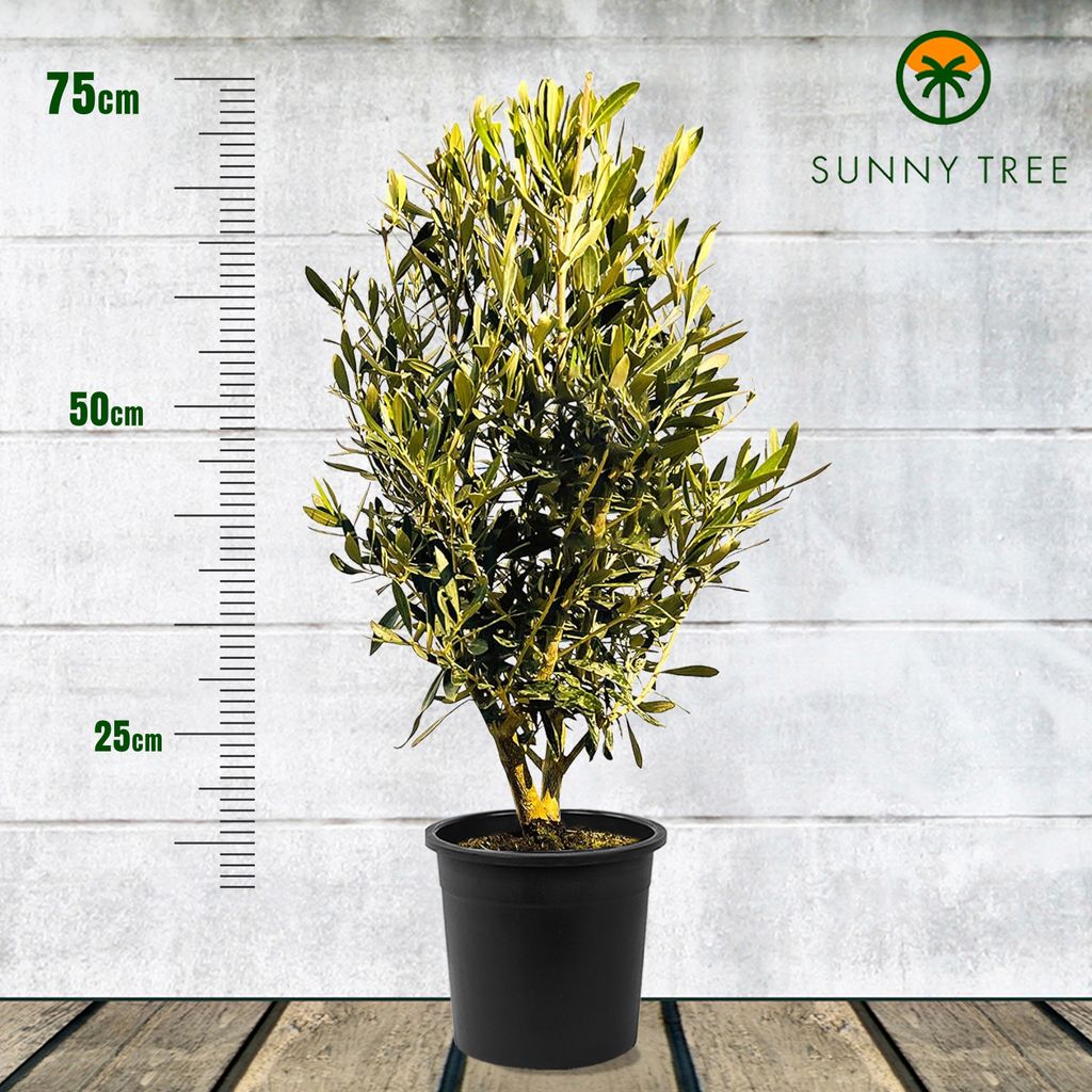 Sunny Tree Olivenbaum Olea Europea in | Kaufland.de