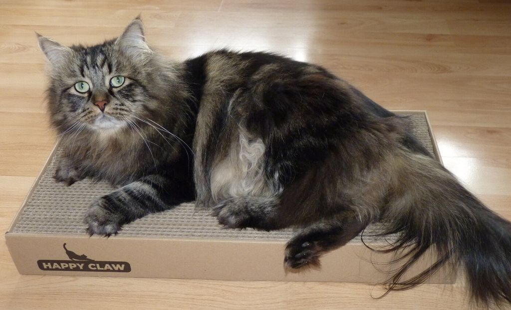 Happy Claw škrabadlo XL - 56x30x7 cm | Kaufland.cz