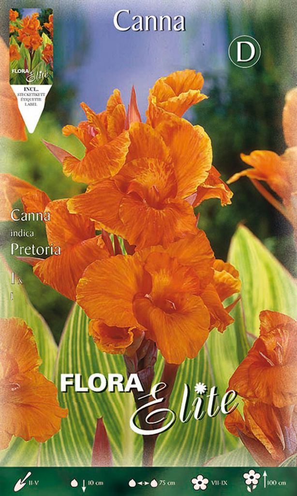 Canna Pretoria Grünblättrig (1 Stück) | | Kaufland.de