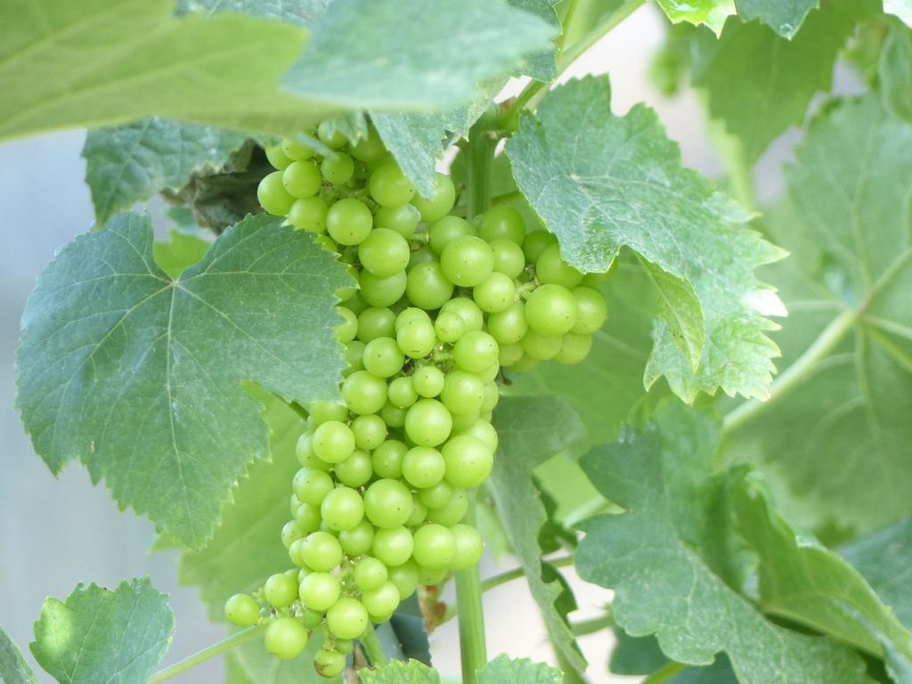 Vitis Vinifera helle Traube 110-120 cm | Kaufland.de