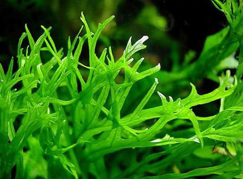 XL In-Vitro Javafarn WINDELOV / Microsorum | Kaufland.de