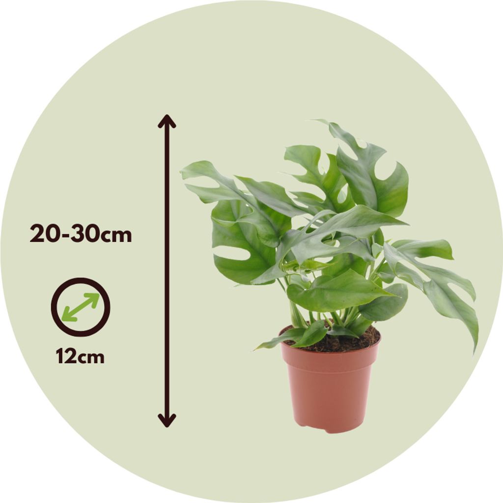 Mini monstera - Rhaphidophora tetrasperma - | Kaufland.sk