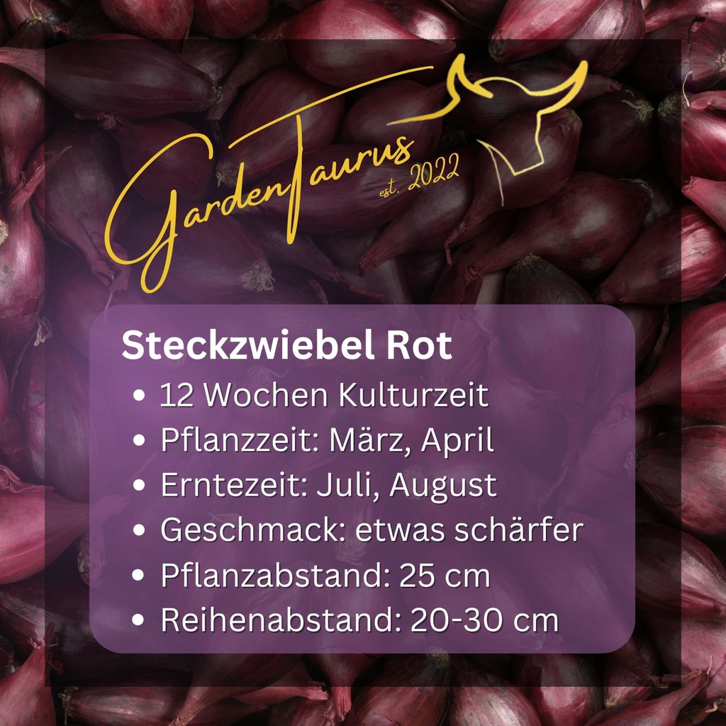 Rote Steckzwiebeln 250g "Red Karmen", direkt | Kaufland.de