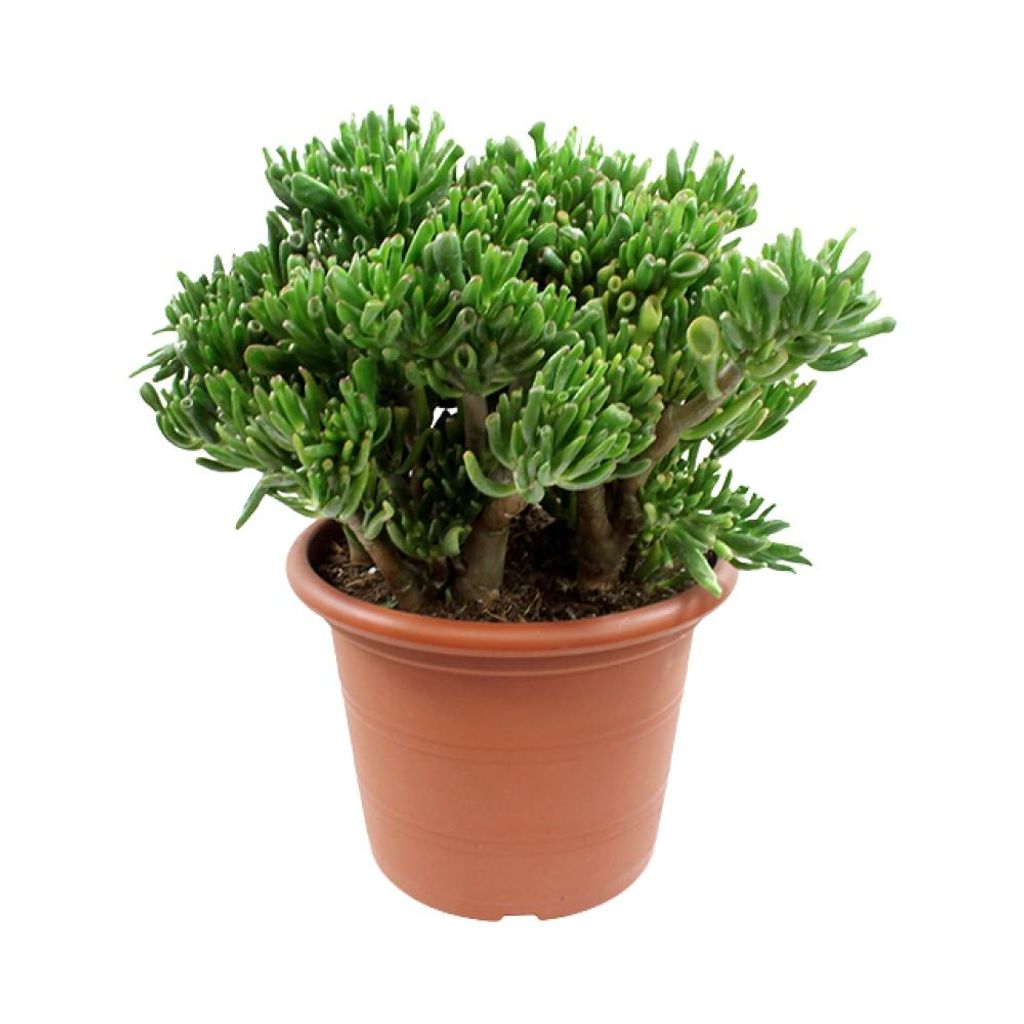 Sukkulente – Dickblatt (Crassula) – Höhe: 50 | Kaufland.de