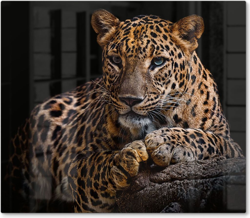 DEQORI Herdabdeckplatte Glas 1-tlg 'Liegender | Kaufland.de