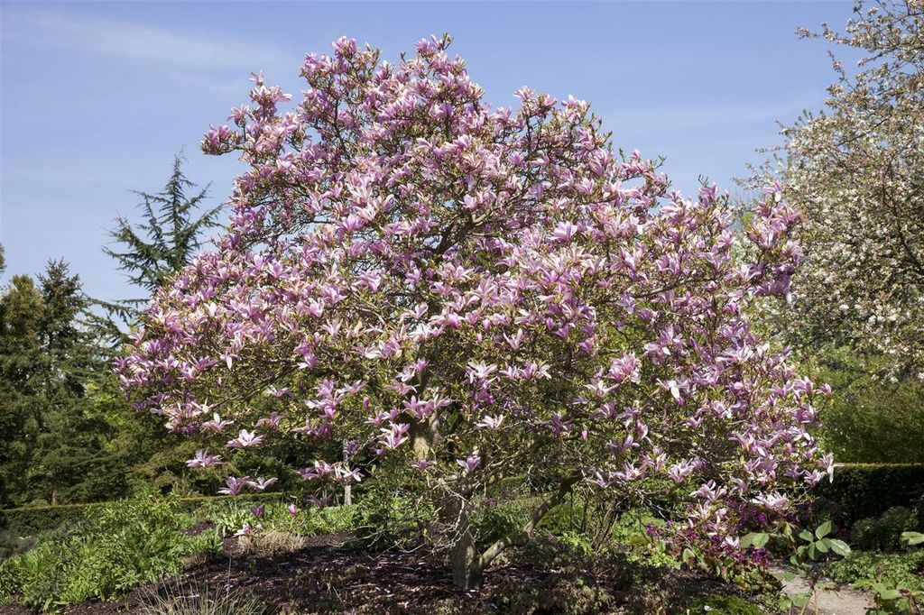 Magnolienbaum 'Galaxy' Tulpenmagnolie 7,5L | Kaufland.de
